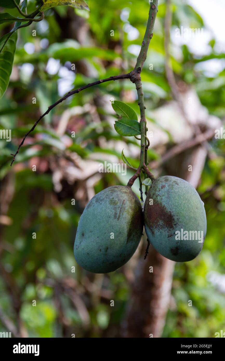 pair fresh mango fruit and leaves on mango tree, ready to harvest ...
