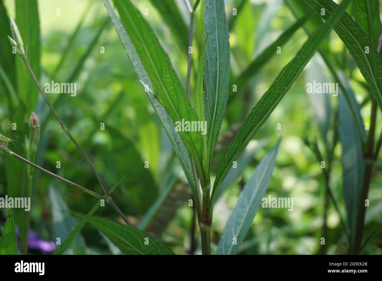 Ruellia simplex with a natural background Stock Photo - Alamy