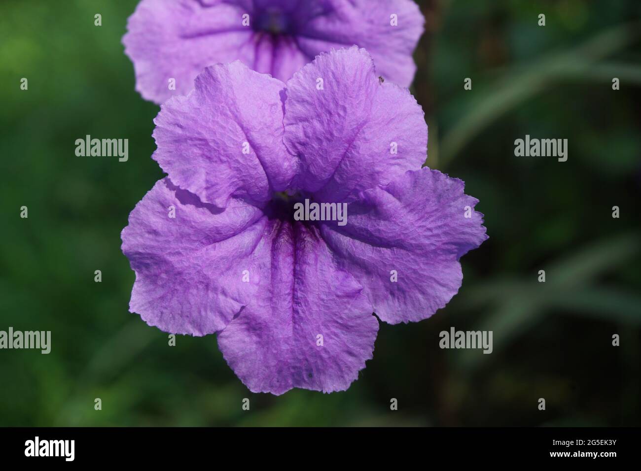 Ruellia simplex with a natural background Stock Photo - Alamy