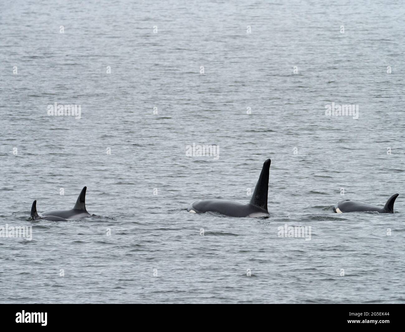 T100 pod of Bigg's killer whales, Orcinus orca, in the Inside passage ...