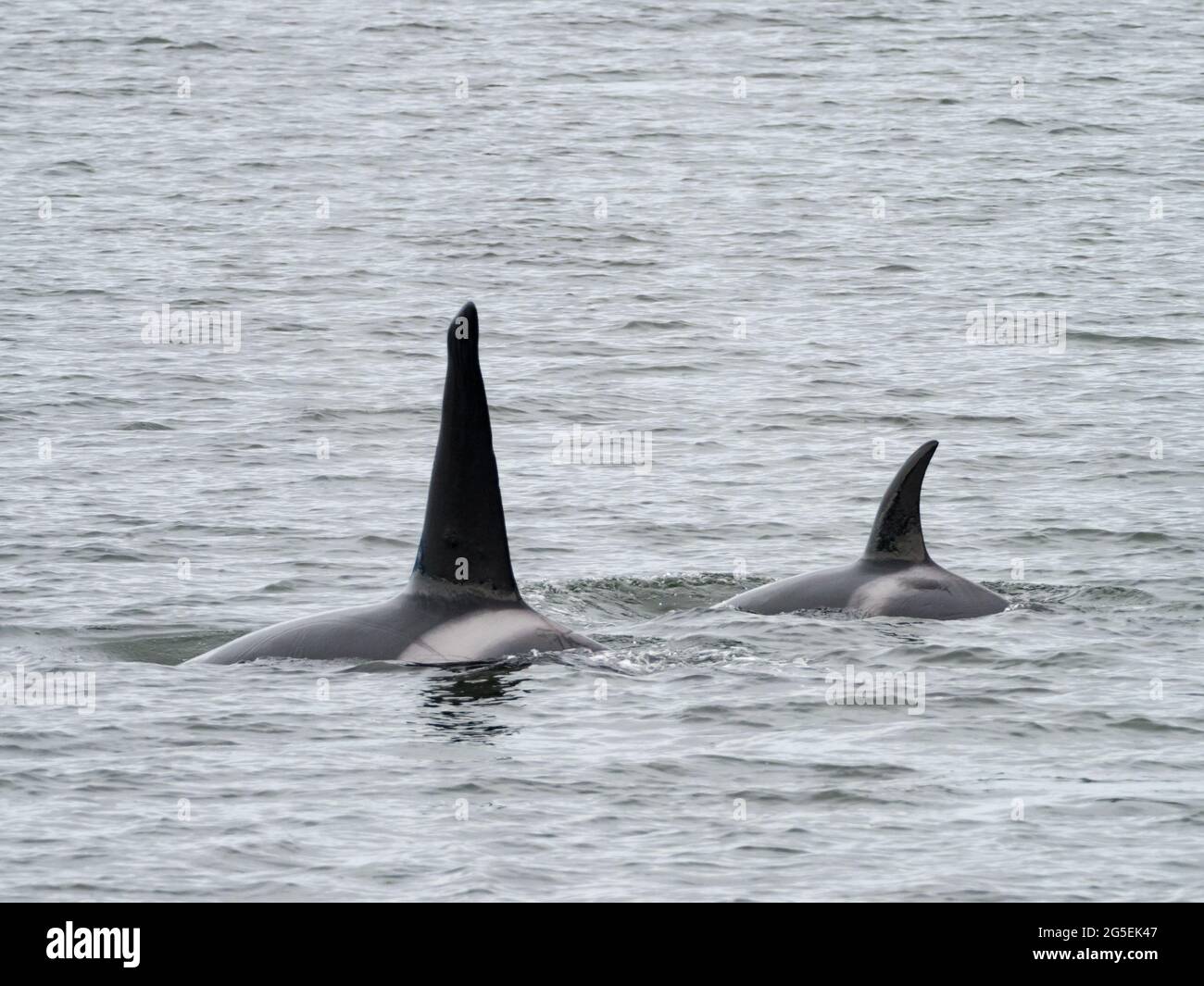 Geographic identification hi-res stock photography and images - Alamy