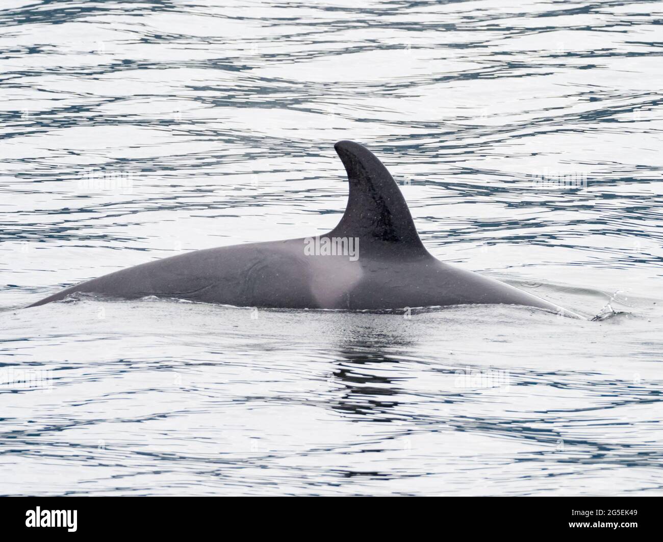 Inside Passage Orca Killer Whales High Resolution Stock Photography and ...
