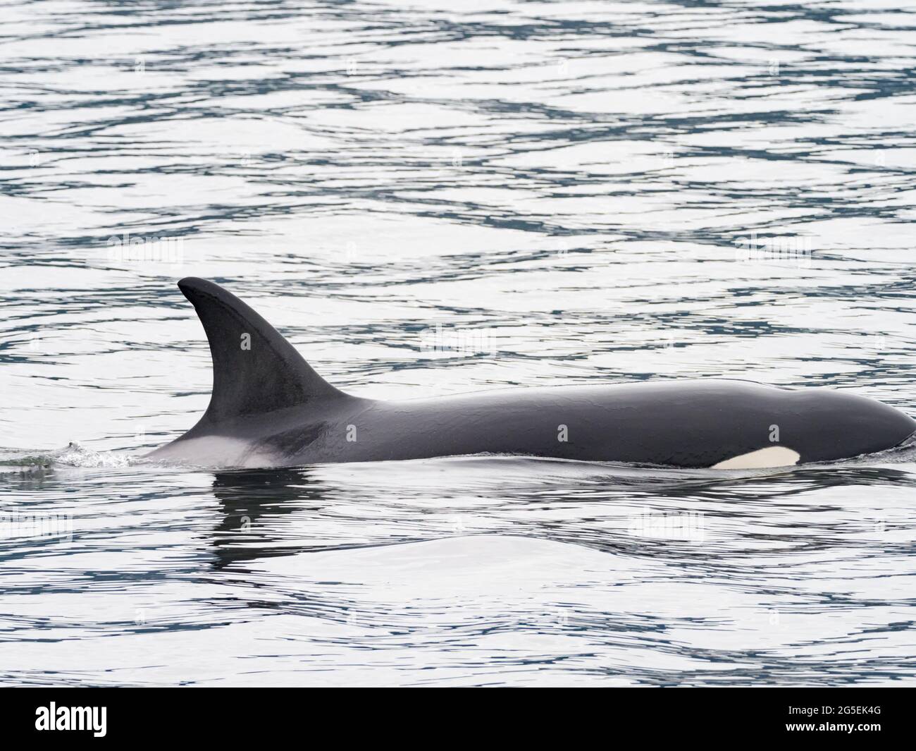 T100 pod of Bigg's killer whales, Orcinus orca, in the Inside passage ...