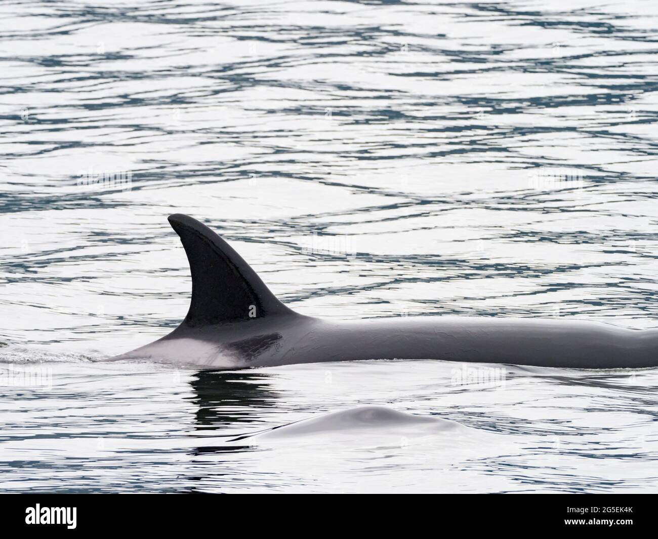 Transient killer whale pod hi-res stock photography and images - Alamy