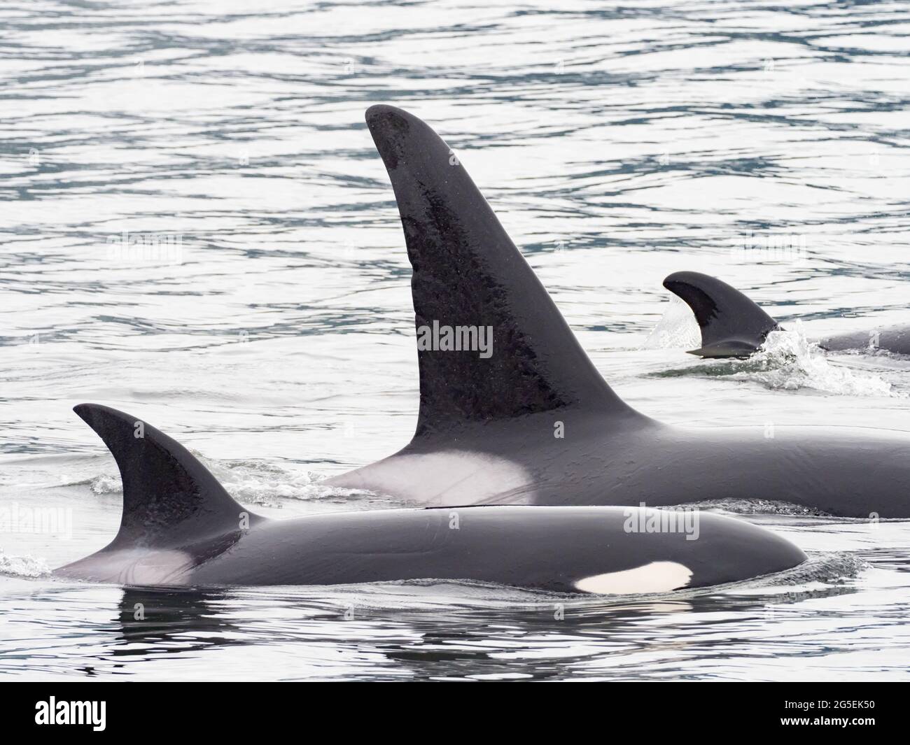 Biggs hi-res stock photography and images - Alamy