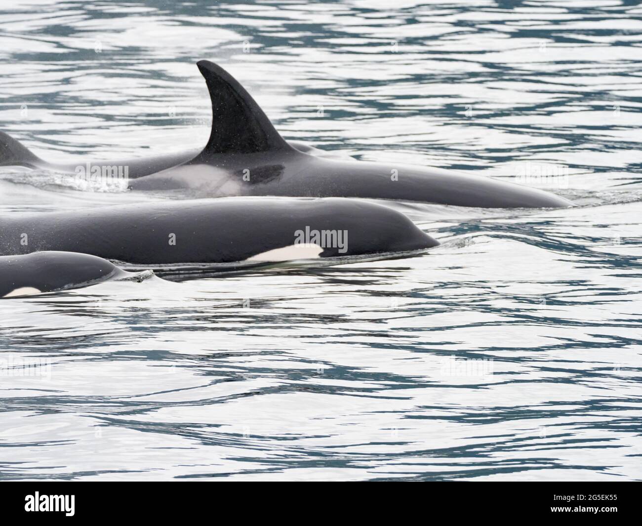 T100 pod of Bigg's killer whales, Orcinus orca, in the Inside passage ...