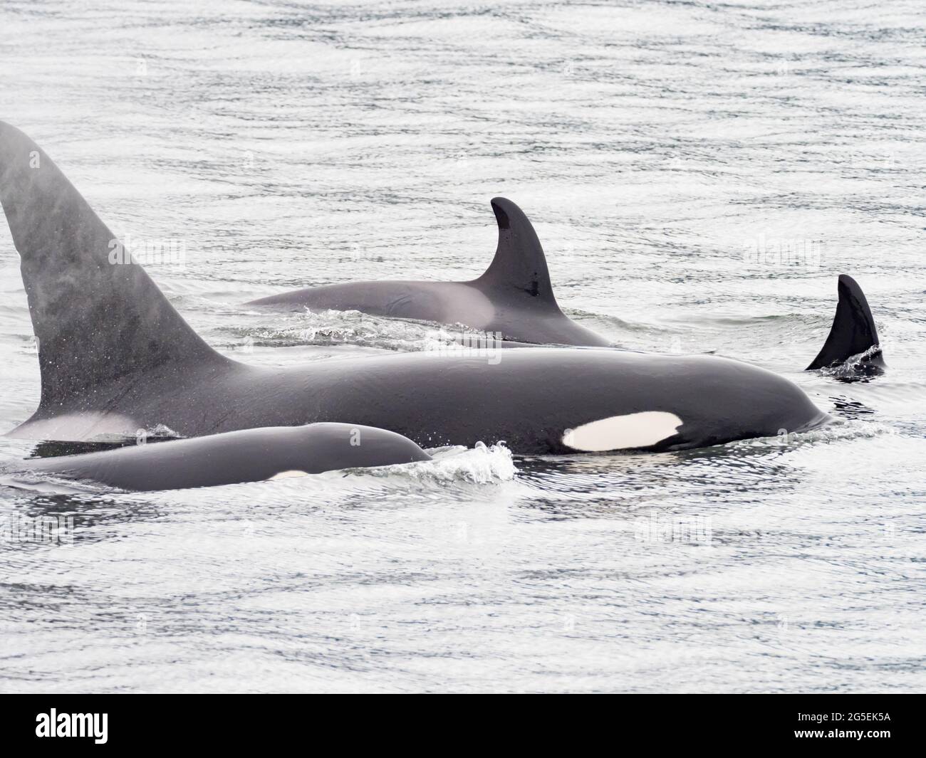 T100 pod of Bigg's killer whales, Orcinus orca, in the Inside passage ...
