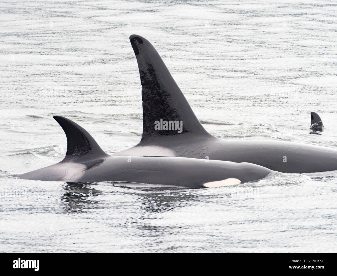 T100 pod of Bigg's killer whales, Orcinus orca, in the Inside passage ...