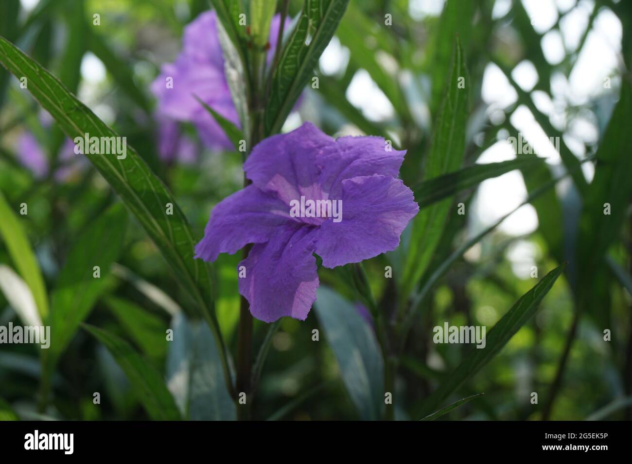 Ruellia simplex with a natural background Stock Photo - Alamy