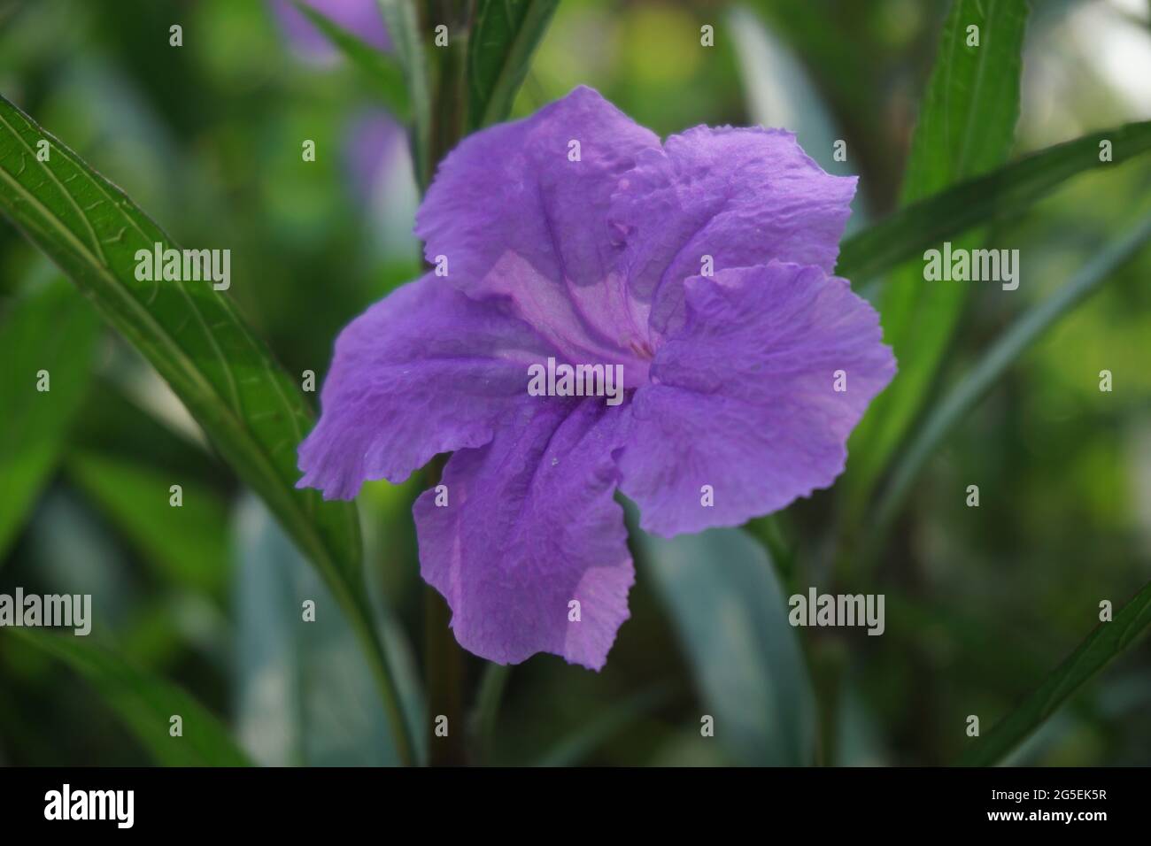 Ruellia simplex with a natural background Stock Photo - Alamy