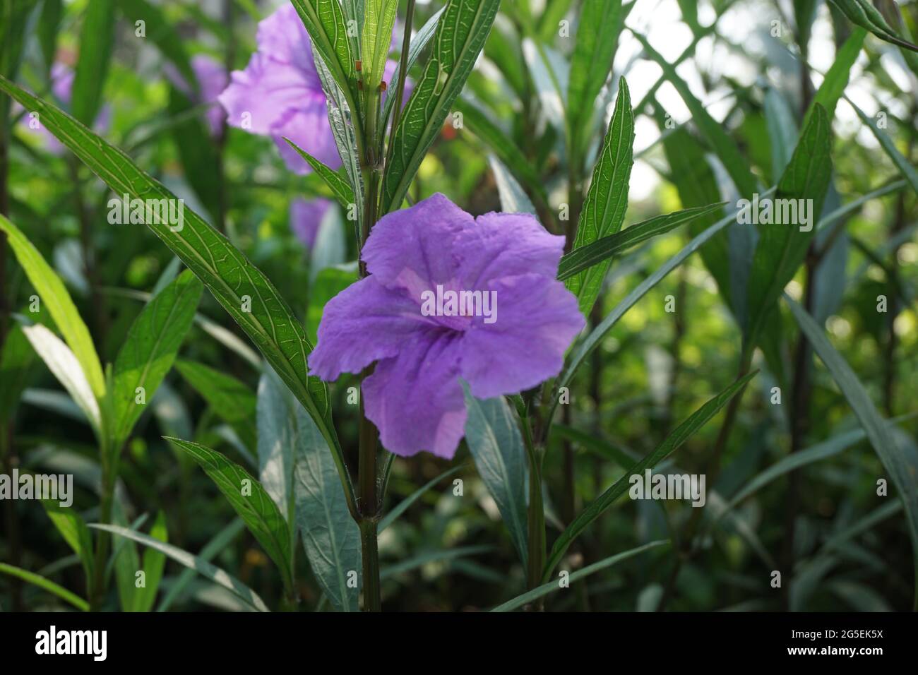 Ruellia simplex with a natural background Stock Photo - Alamy