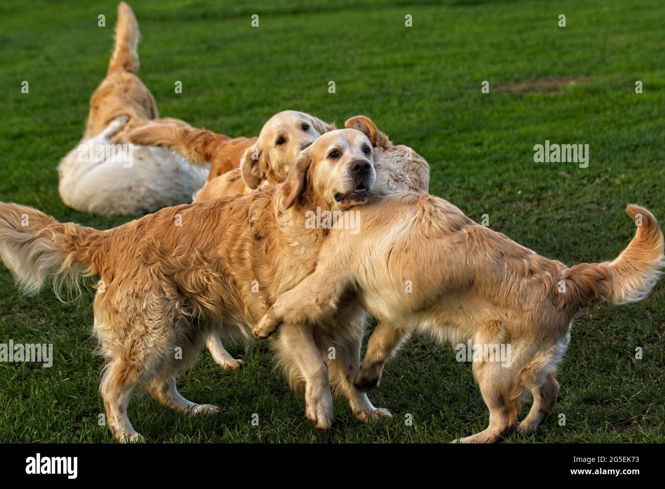 Golden Retriever dogs playing naturally together in a green grass ...