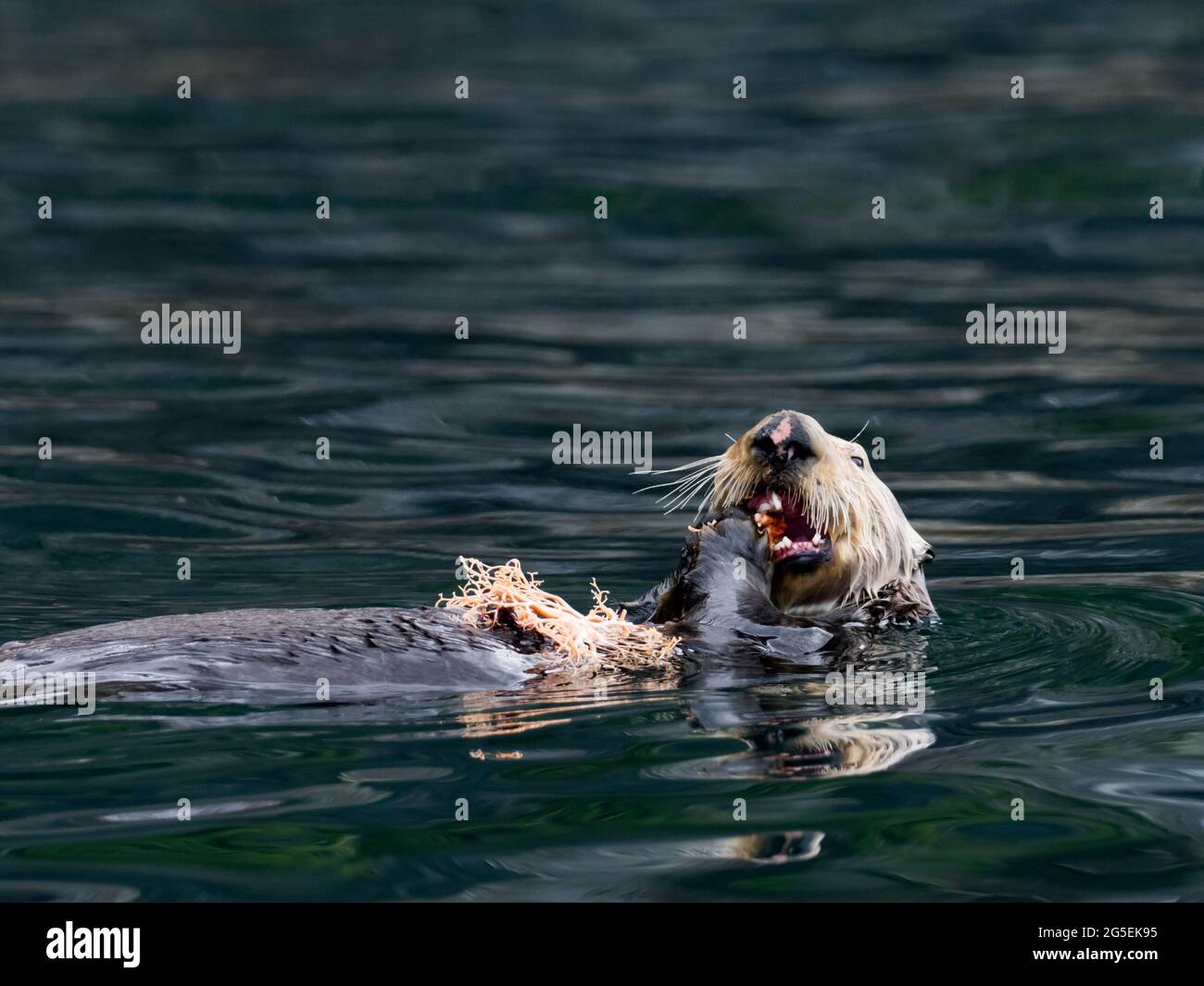 Sea otter eating kelp hi-res stock photography and images - Alamy