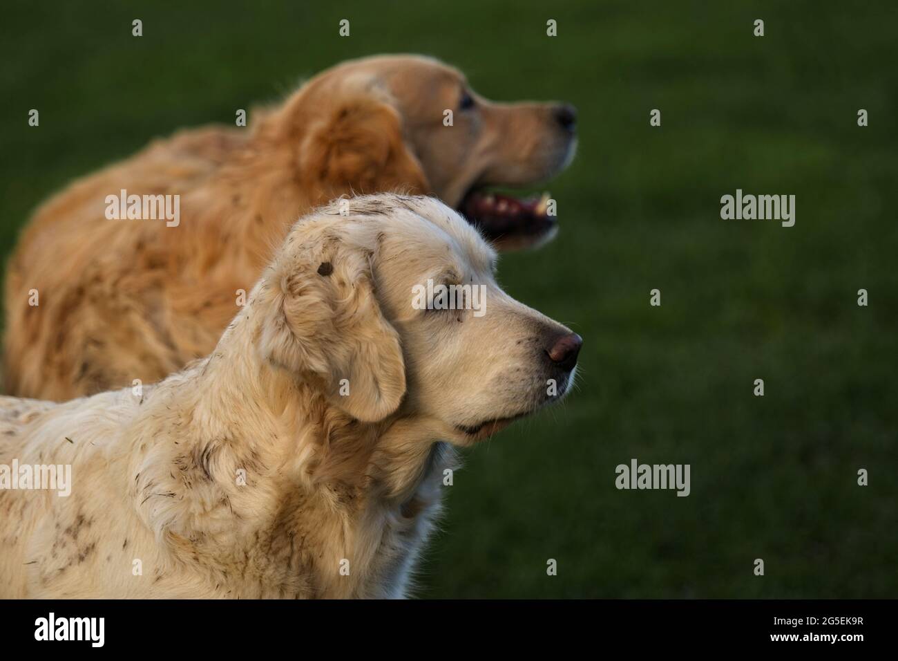 Golden Retriever dogs playing naturally together in a green grass ...
