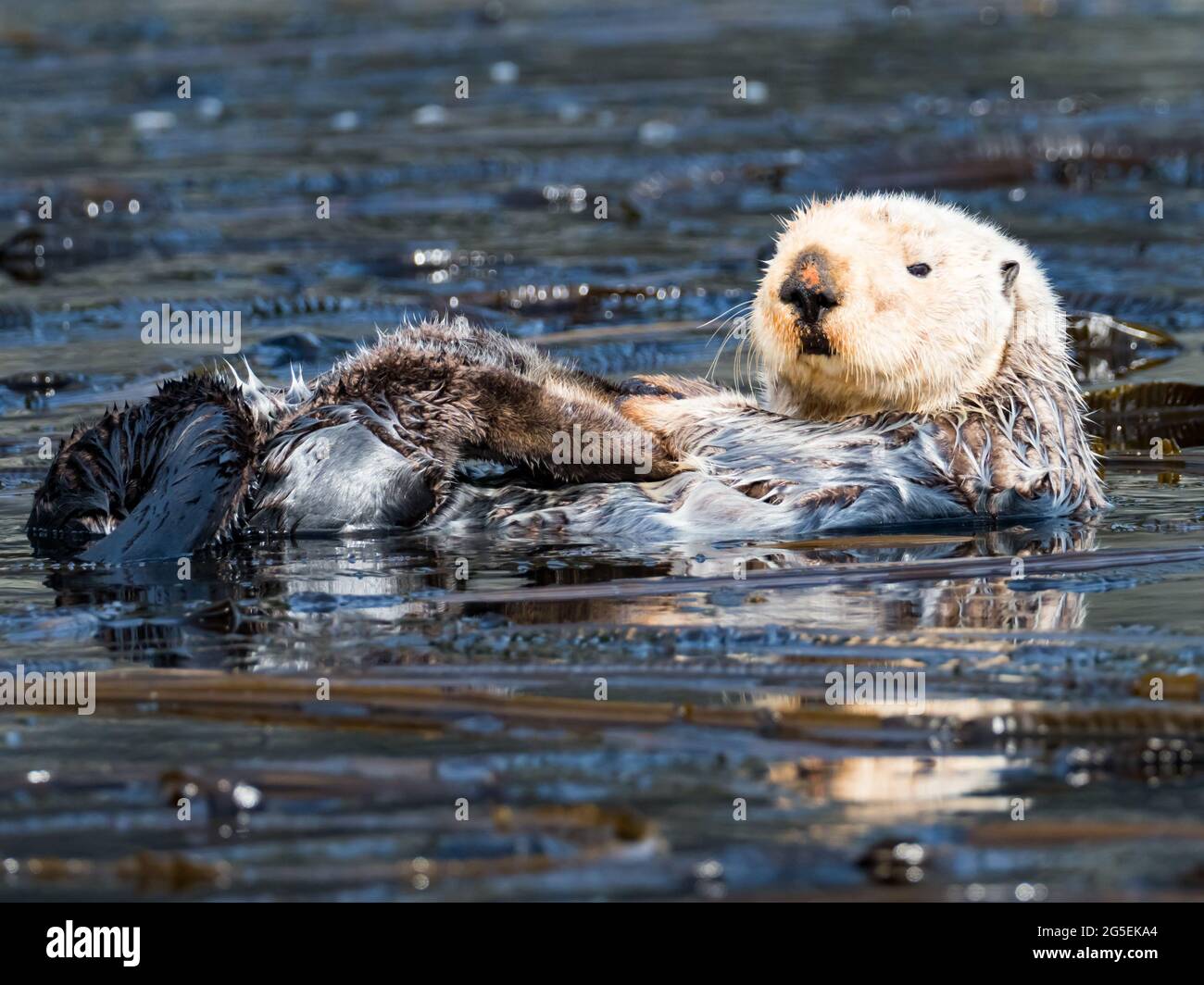 Sea otter in kelp forest hi-res stock photography and images - Alamy