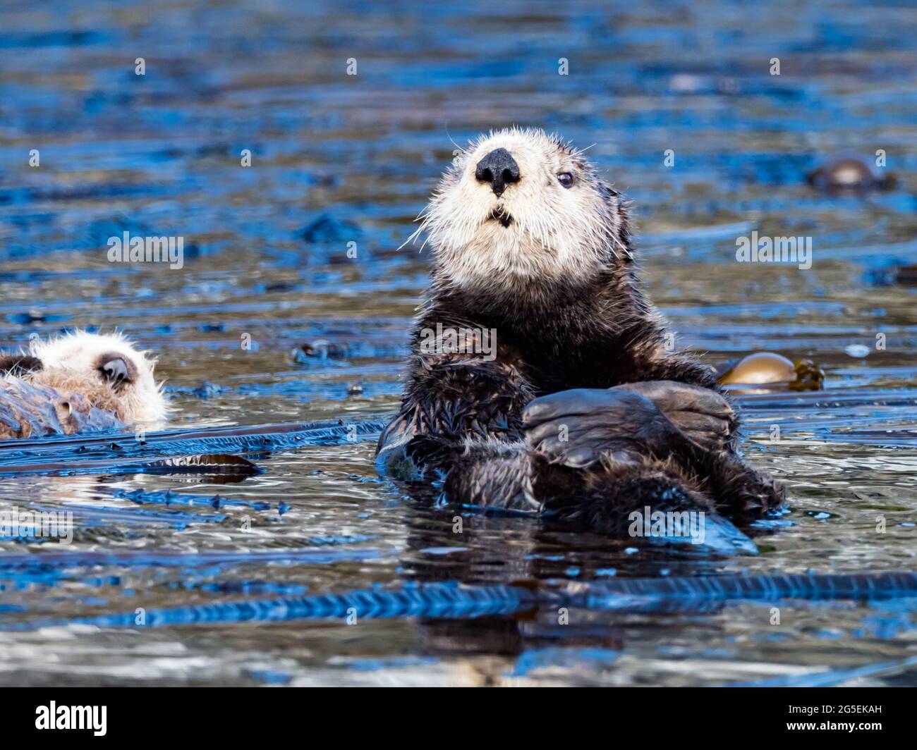 Sea otter, Enhydra lutris, in the kelp forest of Southeast Alaska, USA ...