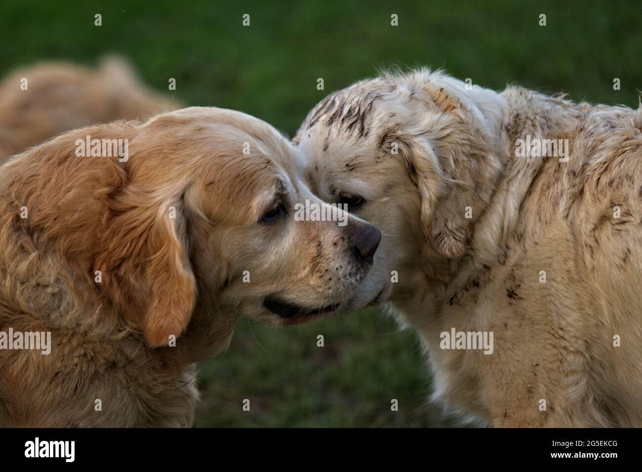 Golden Retriever dogs playing naturally together in a green grass ...