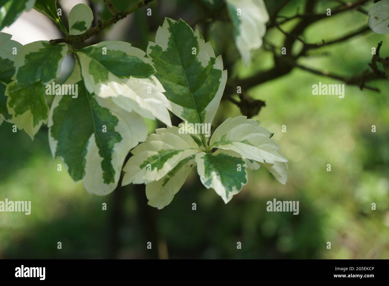 Styrax japonica variegata leaves with a natural background Stock Photo ...