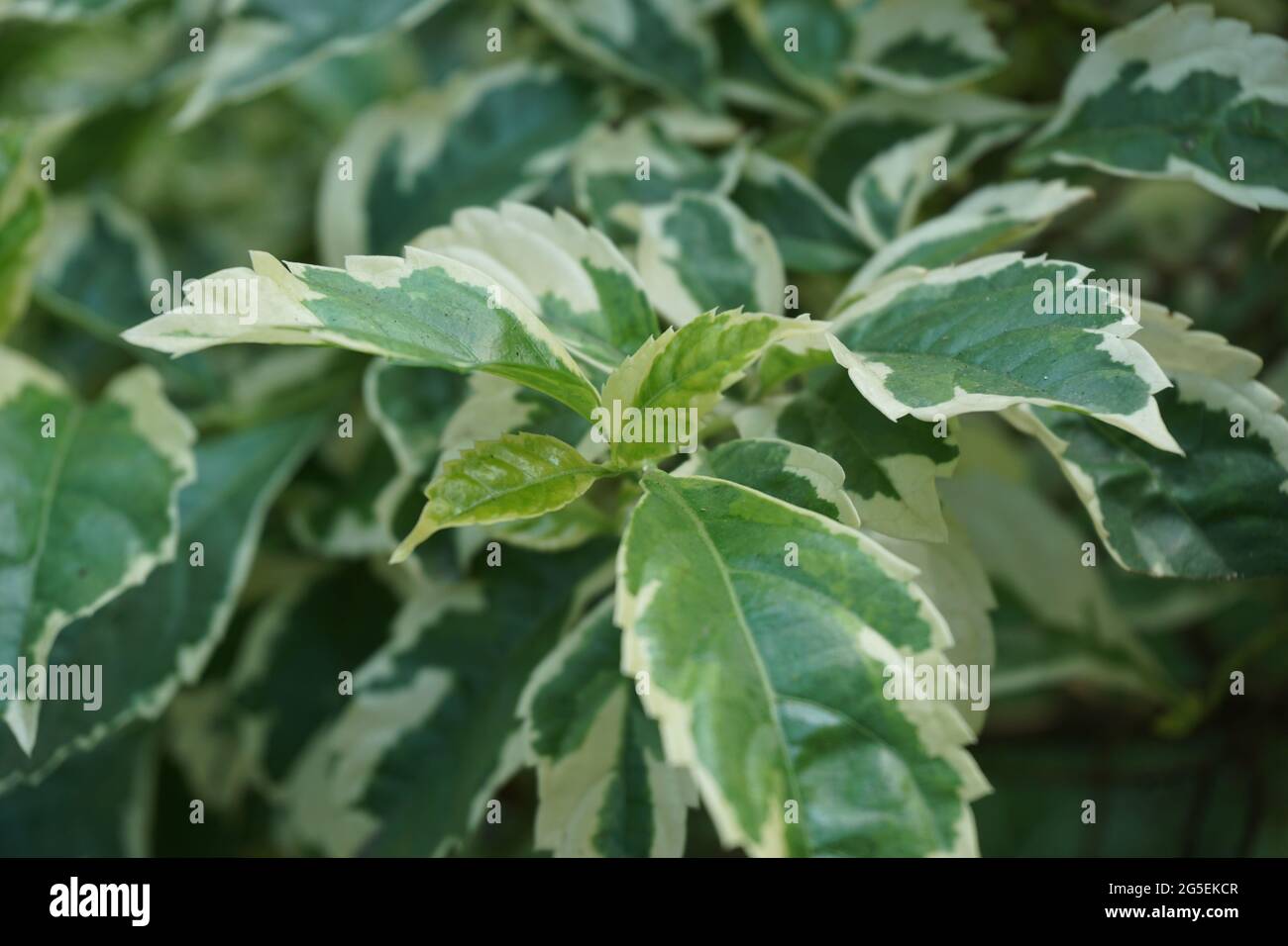Styrax japonica variegata leaves with a natural background Stock Photo ...