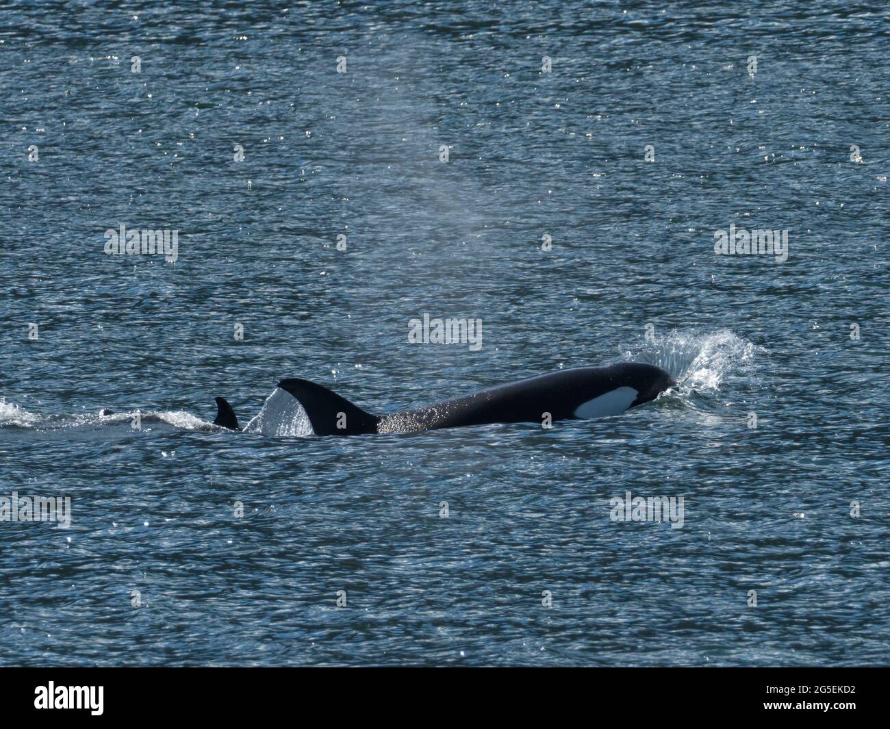 Killer whales, Orcinus orca transient T064s in Southeast Alaska Stock ...