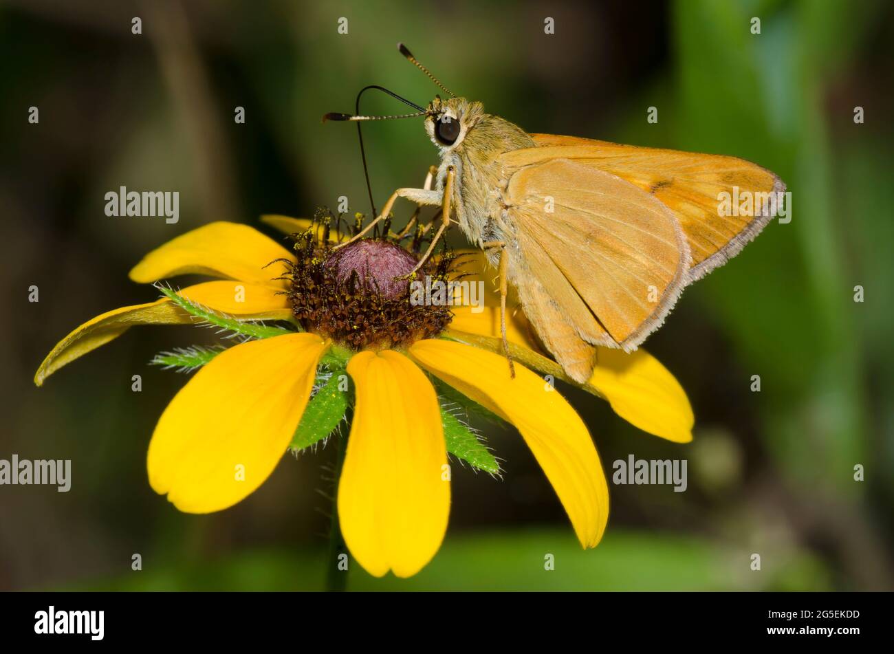 Susan skipper hi-res stock photography and images - Alamy