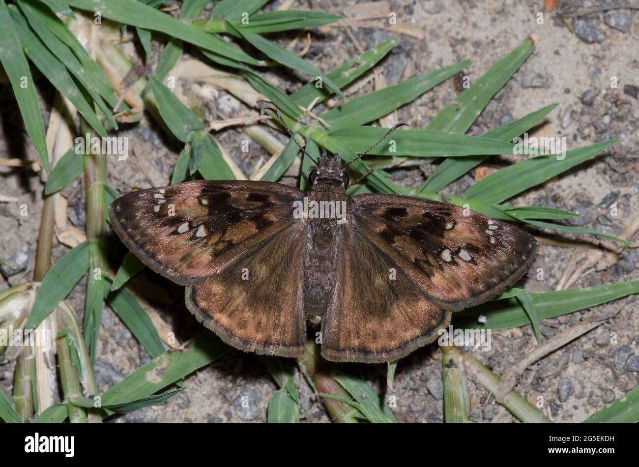 Horaces duskywing erynnis horatius hi-res stock photography and images ...
