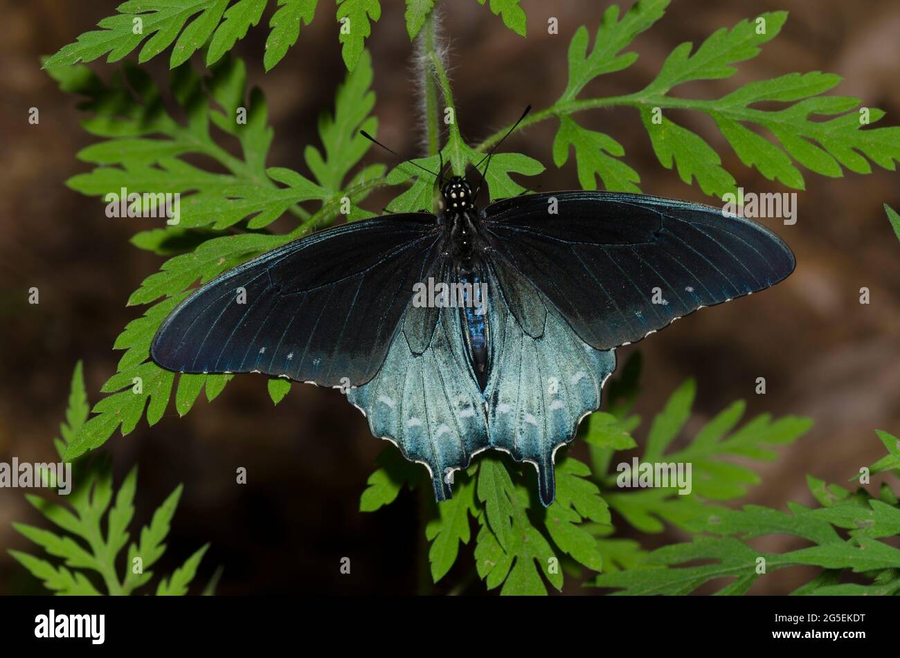 Pipevine Swallowtail, Battus philenor, male Stock Photo - Alamy