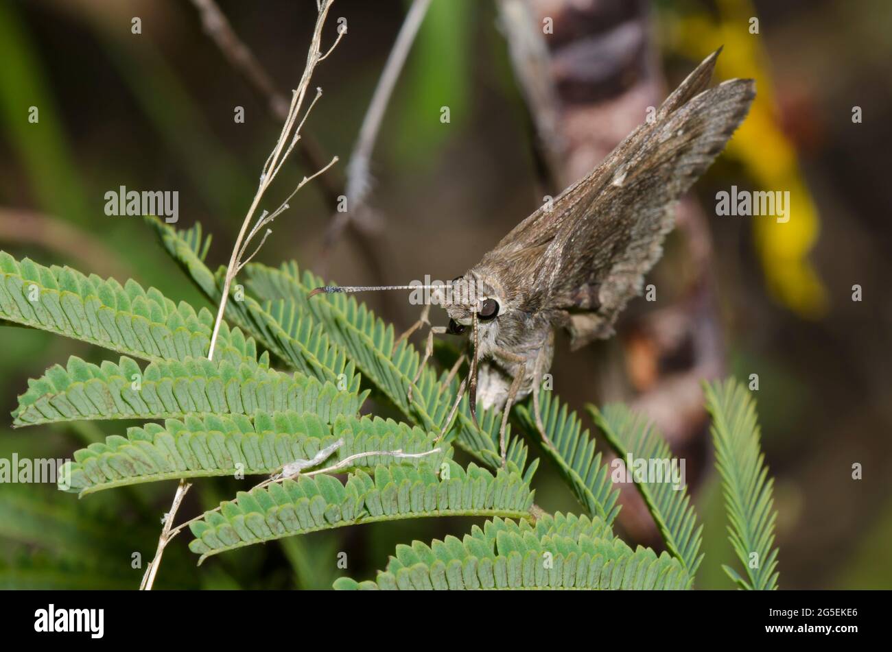 Outis Skipper, Cogia outis, female ovipositing on Prairie Acacia ...