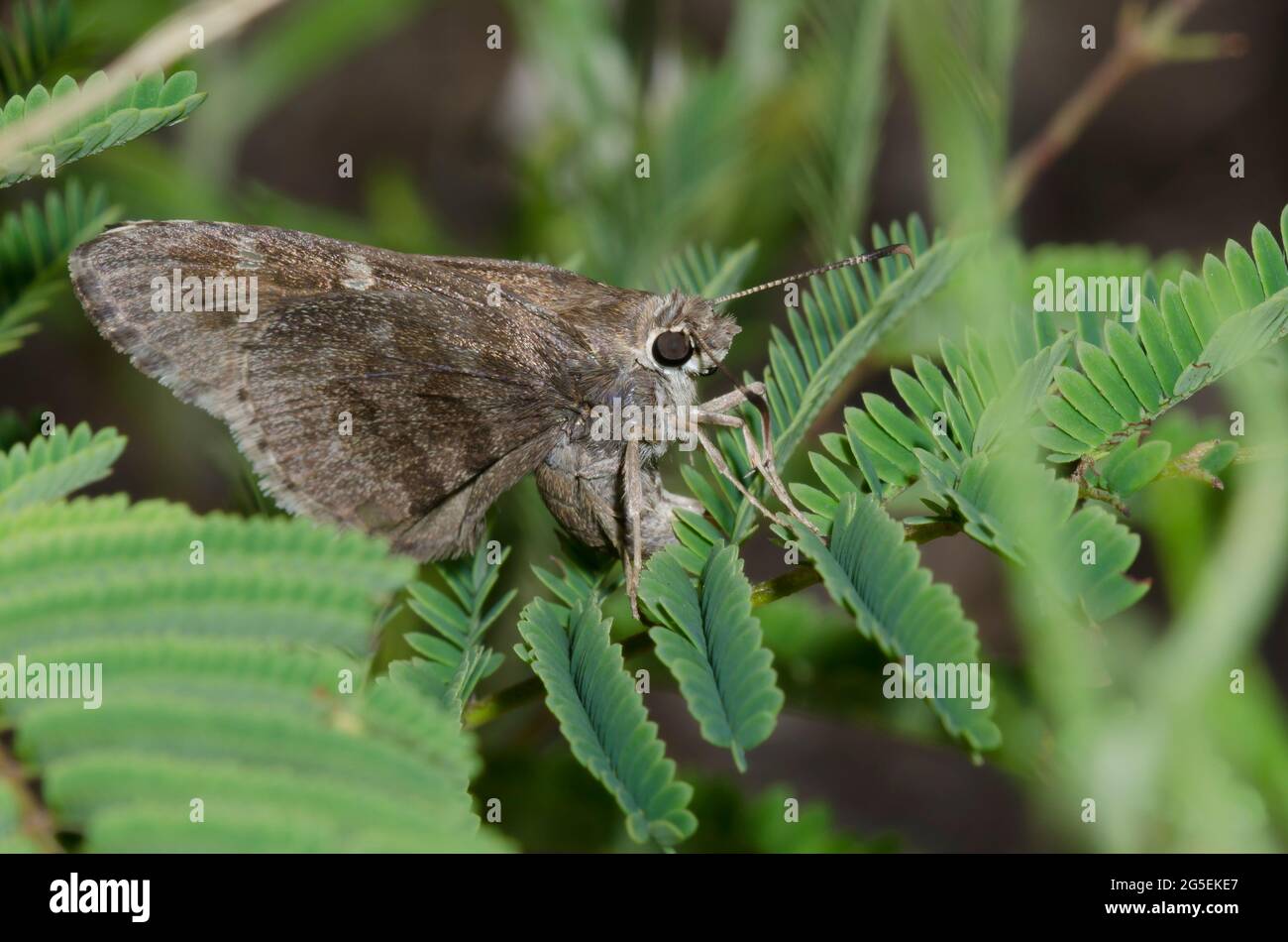 Outis Skipper, Cogia outis, female ovipositing on Prairie Acacia ...