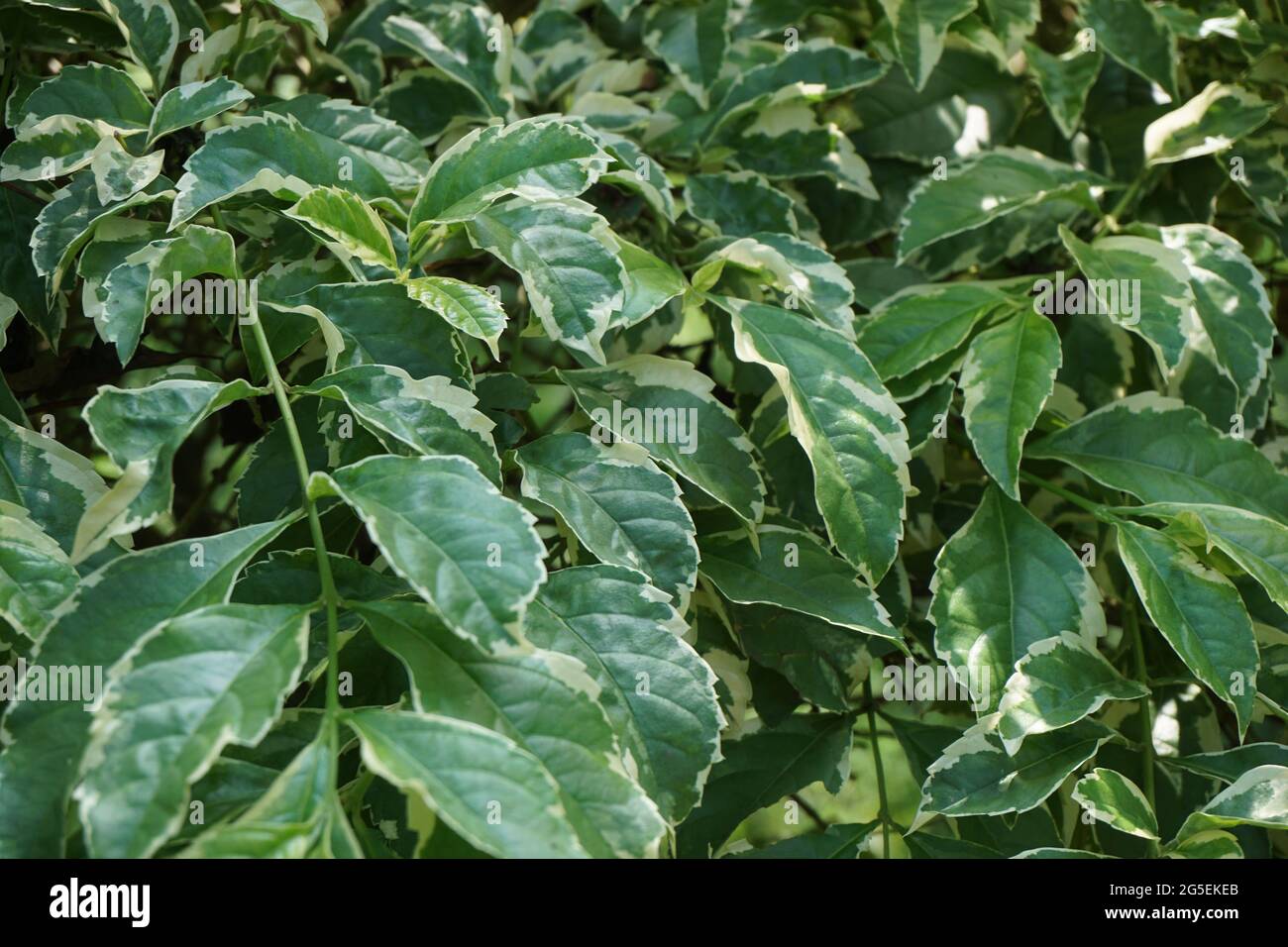 Styrax japonica variegata leaves with a natural background Stock Photo ...