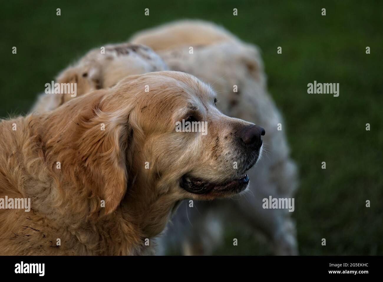 Golden Retriever dogs playing naturally together in a green grass ...