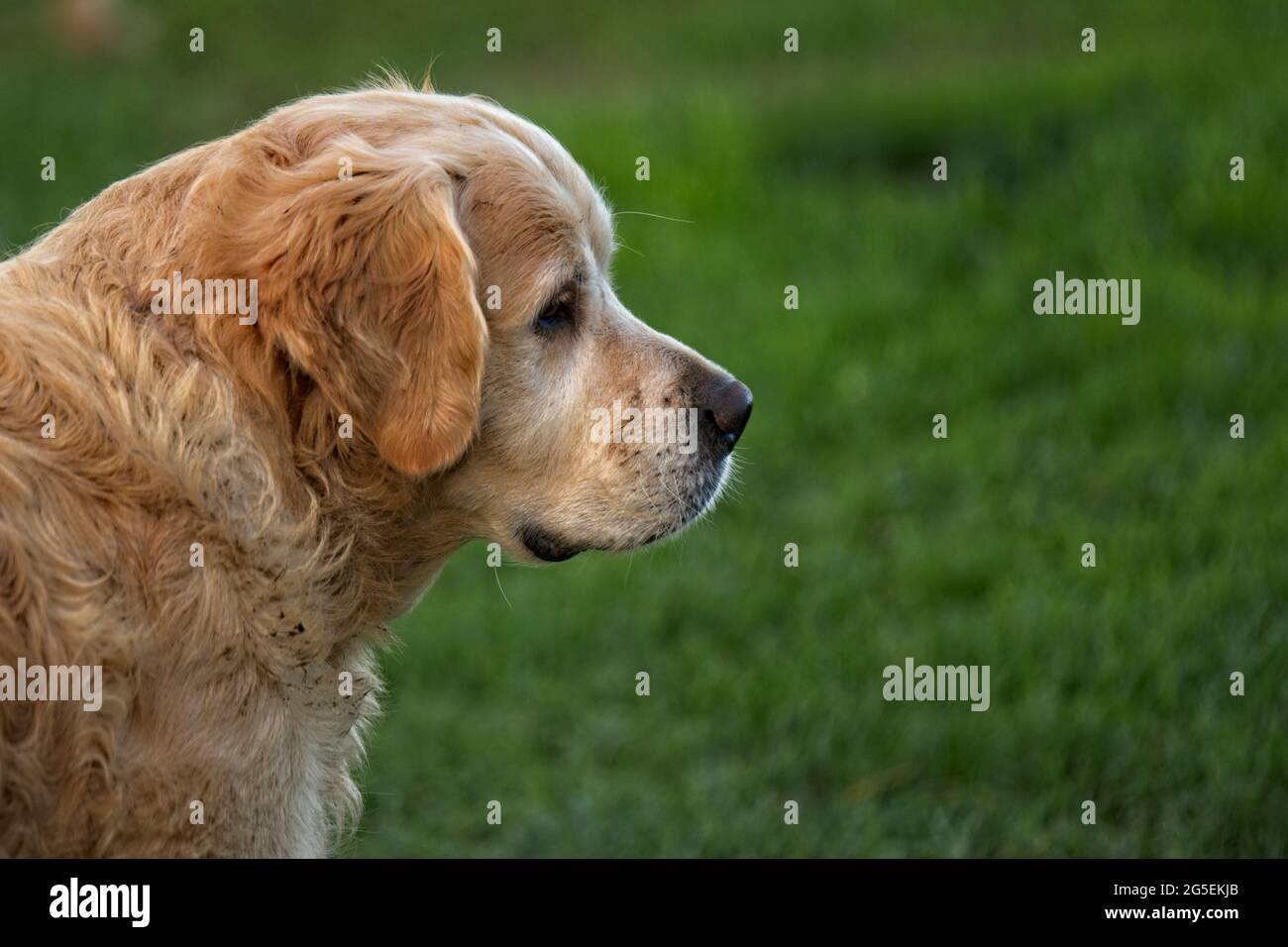 Golden Retriever dogs playing naturally together in a green grass ...