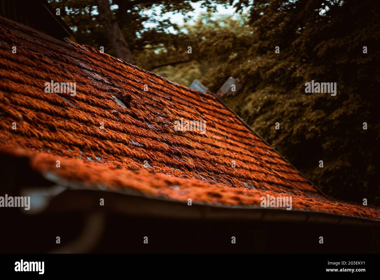 A vertical shot of a dingy and rusty roof of a house surrounded by ...