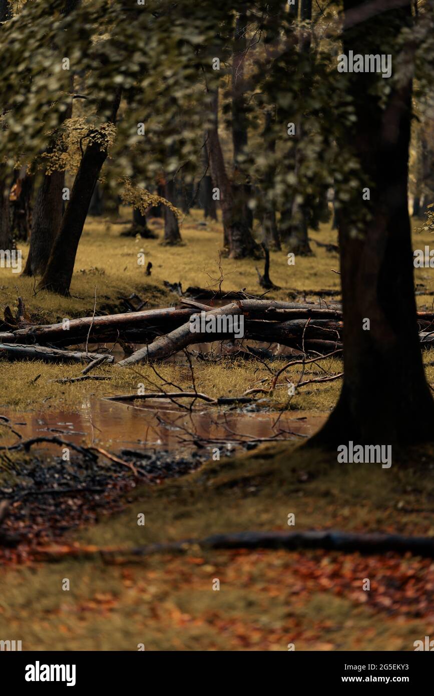 A wooded landscape with a puddle of water and old fallen tree trunks ...