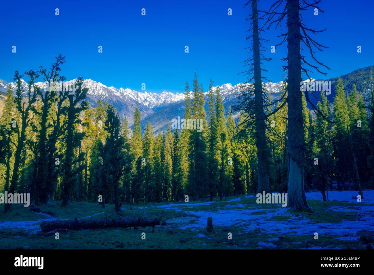 Winter forest in the mountains. Scenic colourful view of Himalayan ...