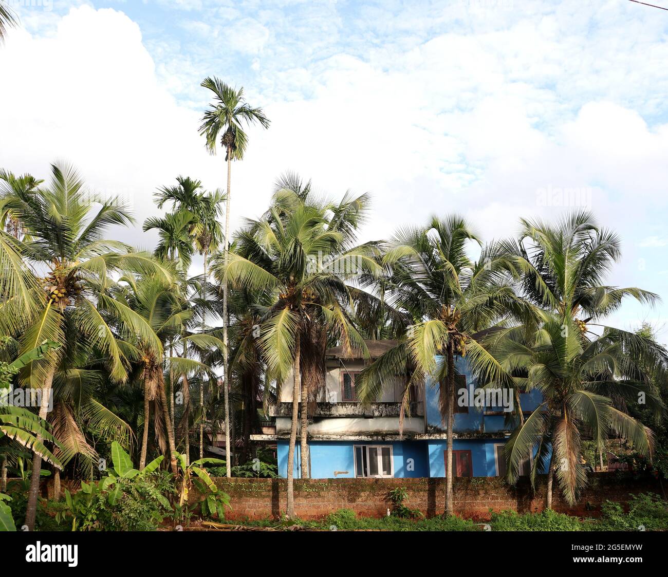 Coconut tree at home garden hi-res stock photography and images - Alamy