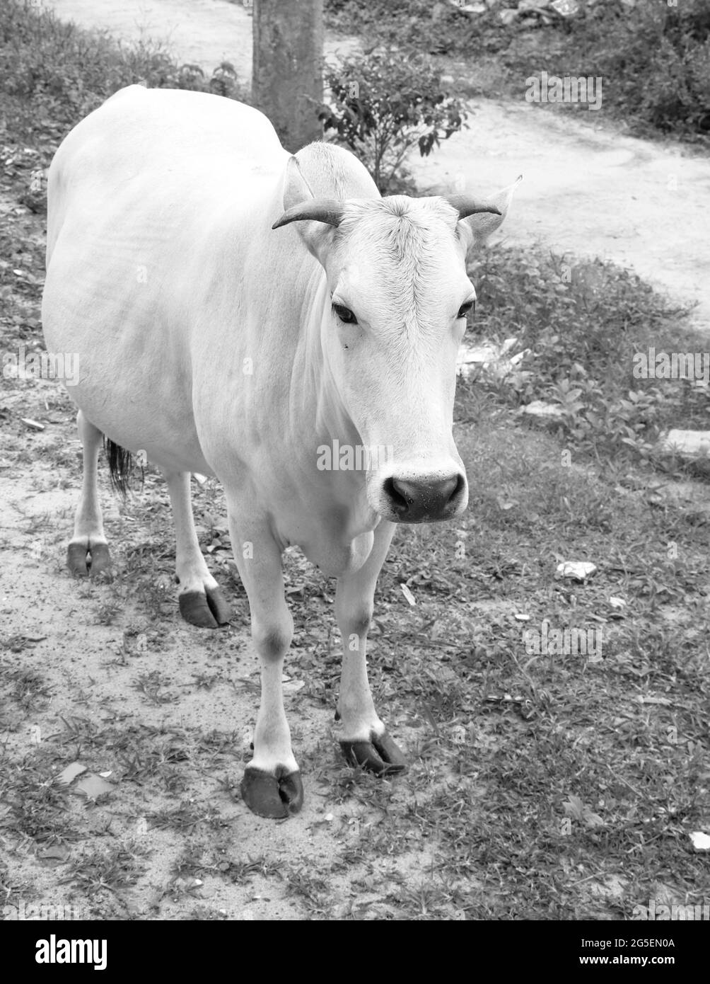 Spotted tail portrait indian Black and White Stock Photos & Images - Alamy