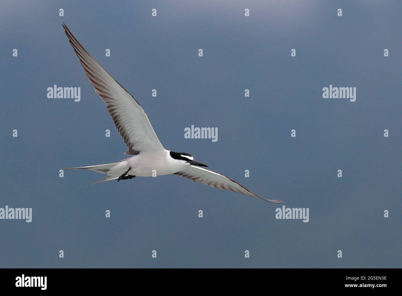 Sterniidae hi-res stock photography and images - Alamy
