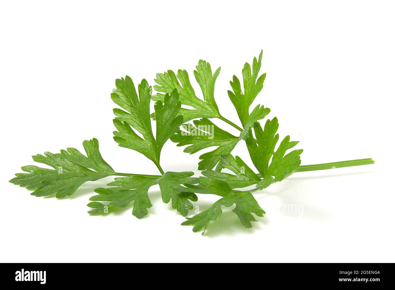 Fragrant greens for decorating dishes, parsley leaf isolated on white ...