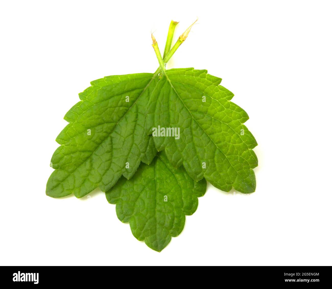 Three mint leaves isolated on white background. Aromatic plant for ...