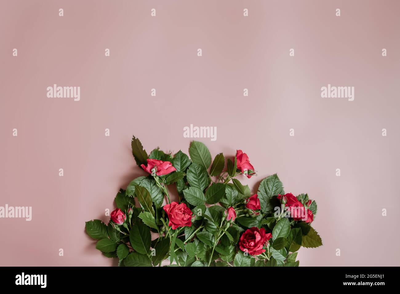 Flat lay flower arrangement with fresh red roses on pink background ...