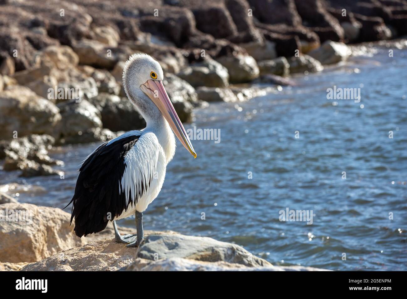 One pelican on the rocks at Emu Bay Kangaroo Island South Australia on ...