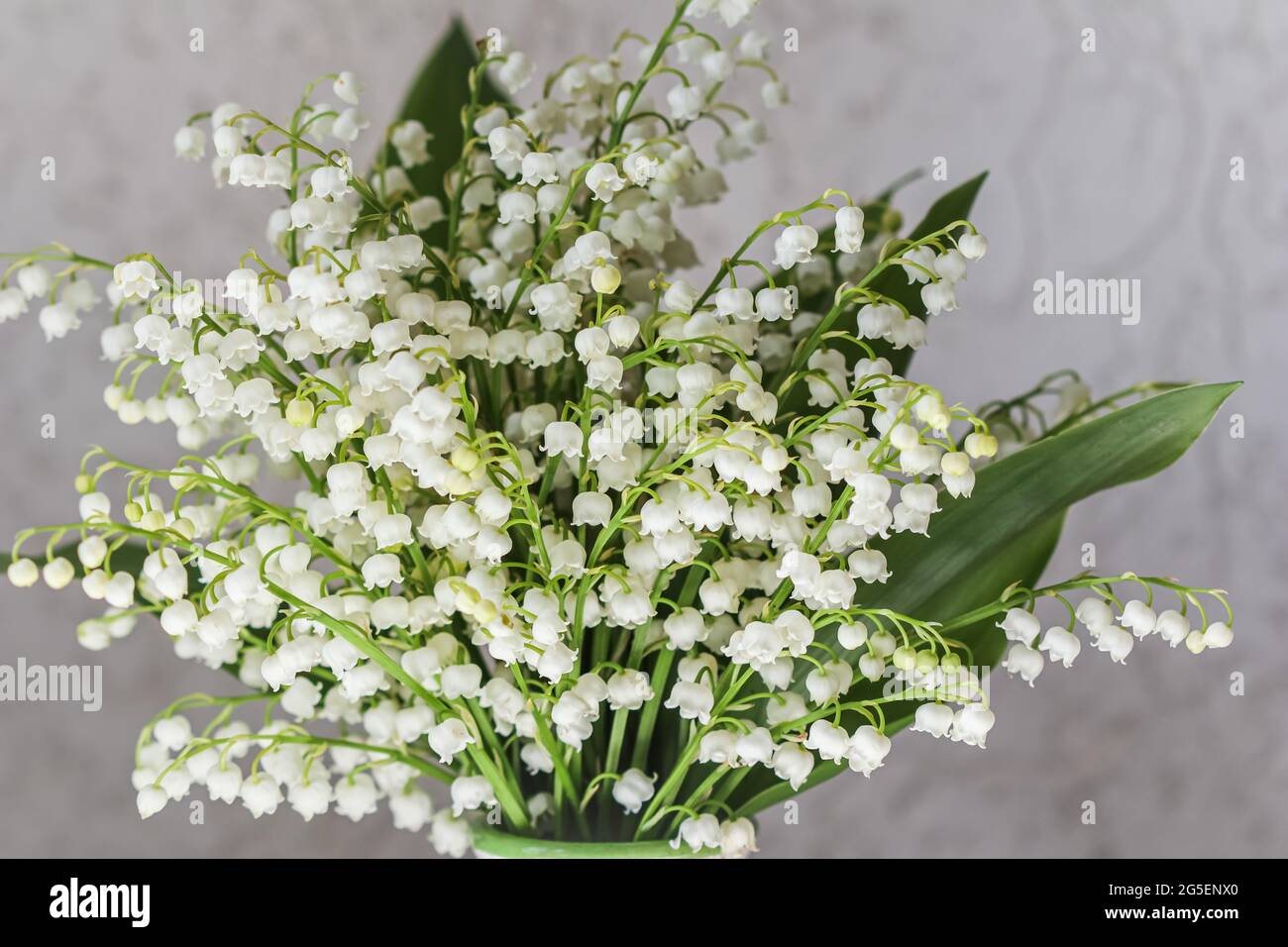 Lily valley high quality hi-res stock photography and images - Alamy