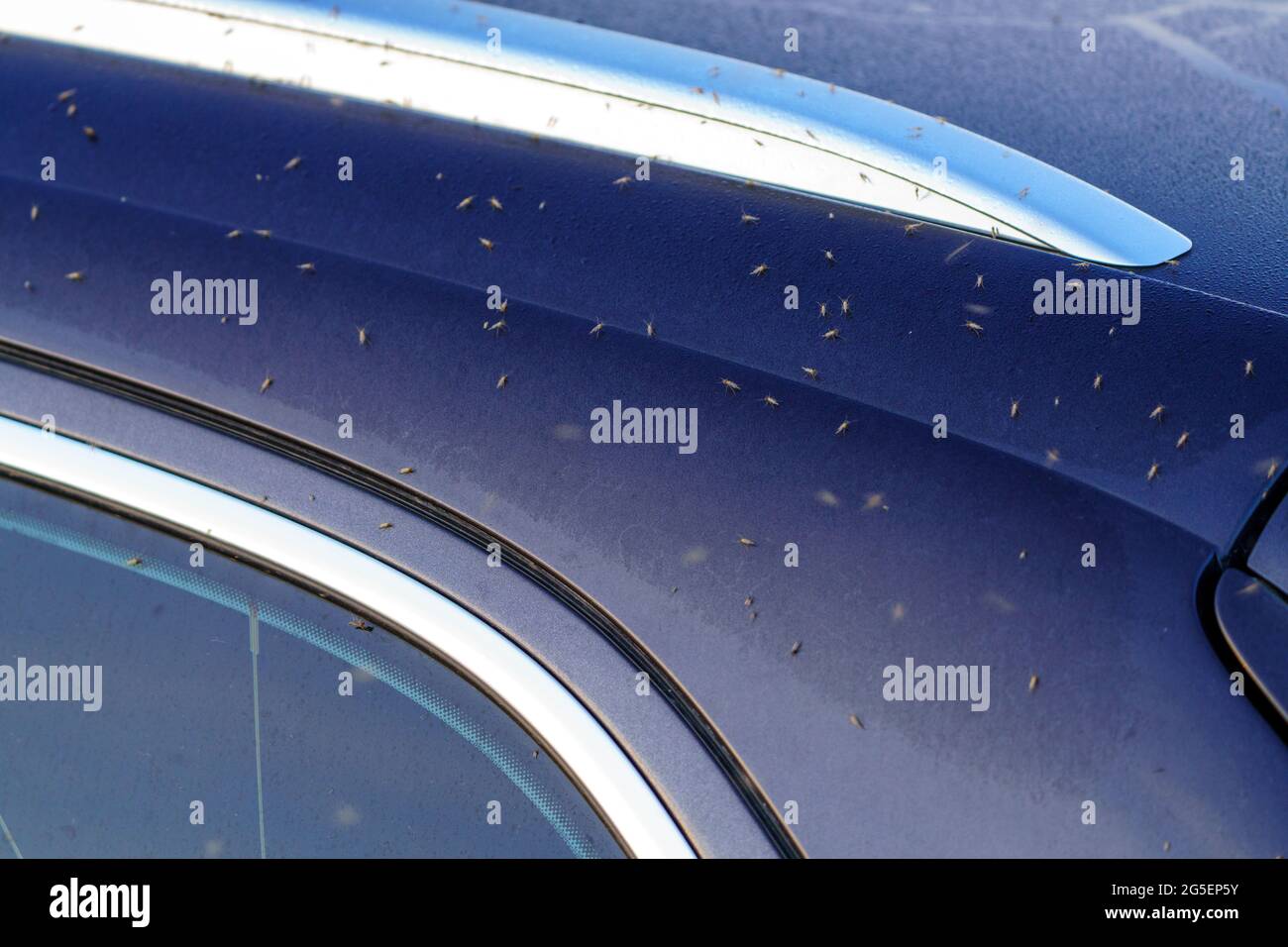 Bugs on car hi-res stock photography and images - Alamy