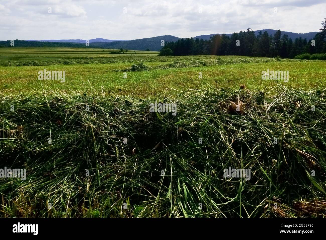 Fresh cut hay hi-res stock photography and images - Alamy