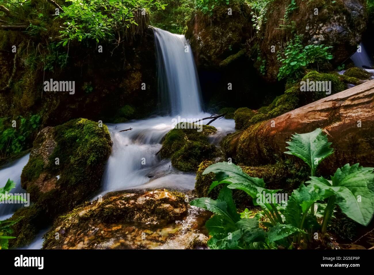plants and moss on a little waterfall from a brook while hiking Stock ...