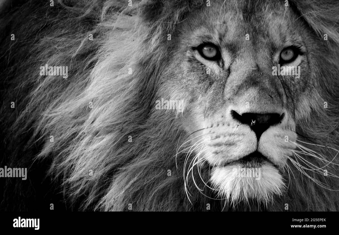 Lion Wall Art Stock Photo - Alamy