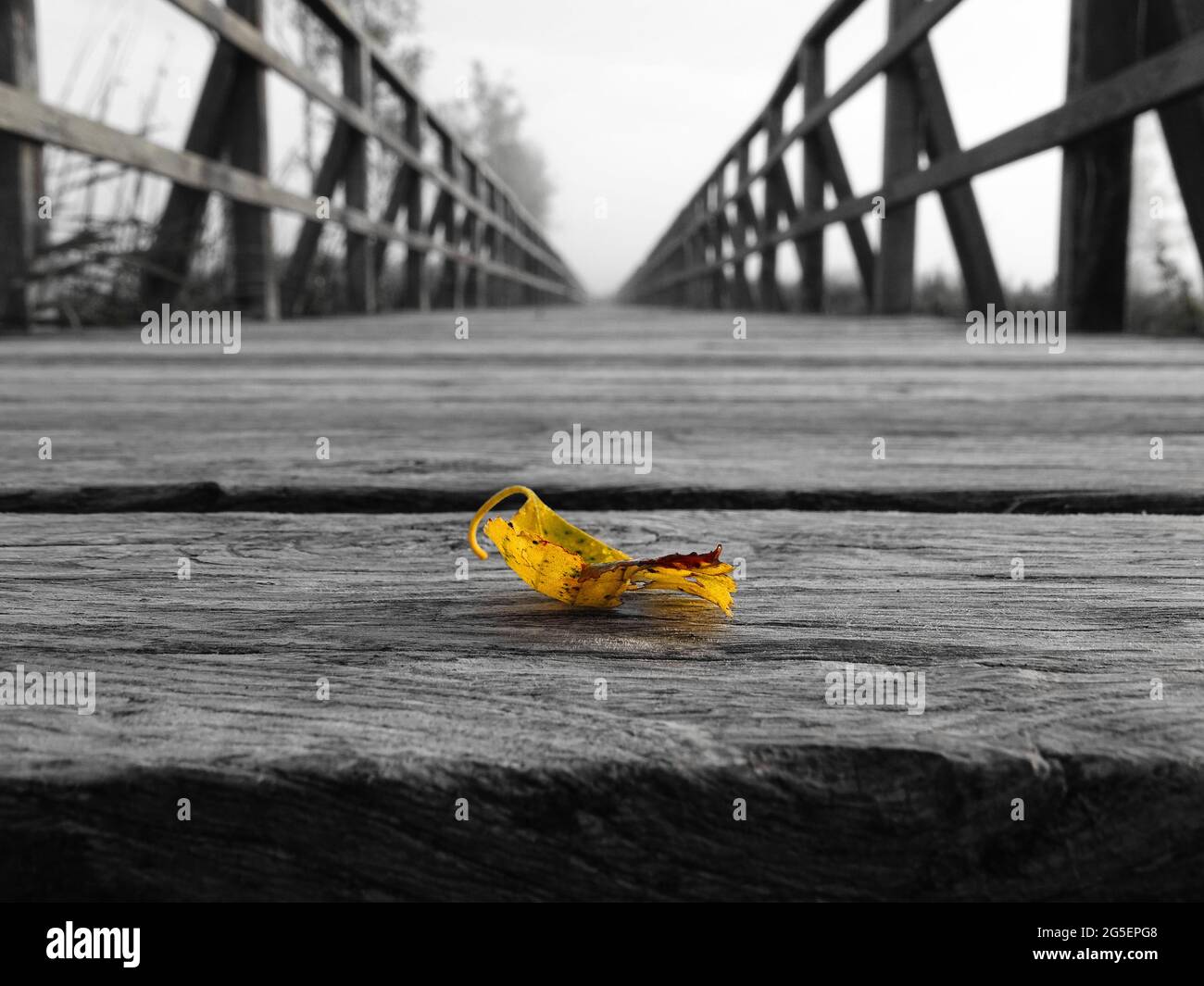 Leaf of bridge hi-res stock photography and images - Alamy