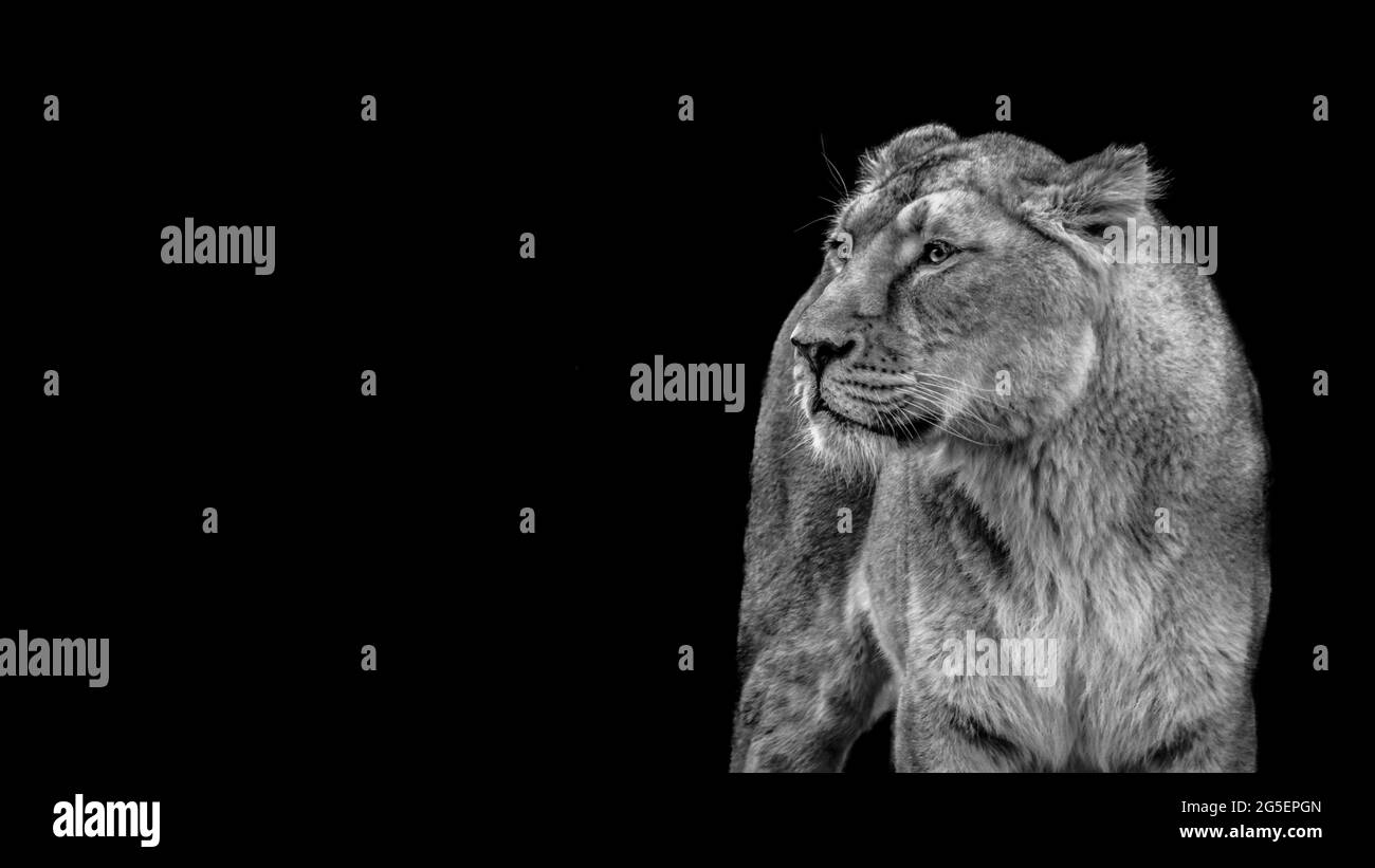 Lioness art Black and White Stock Photos & Images - Alamy