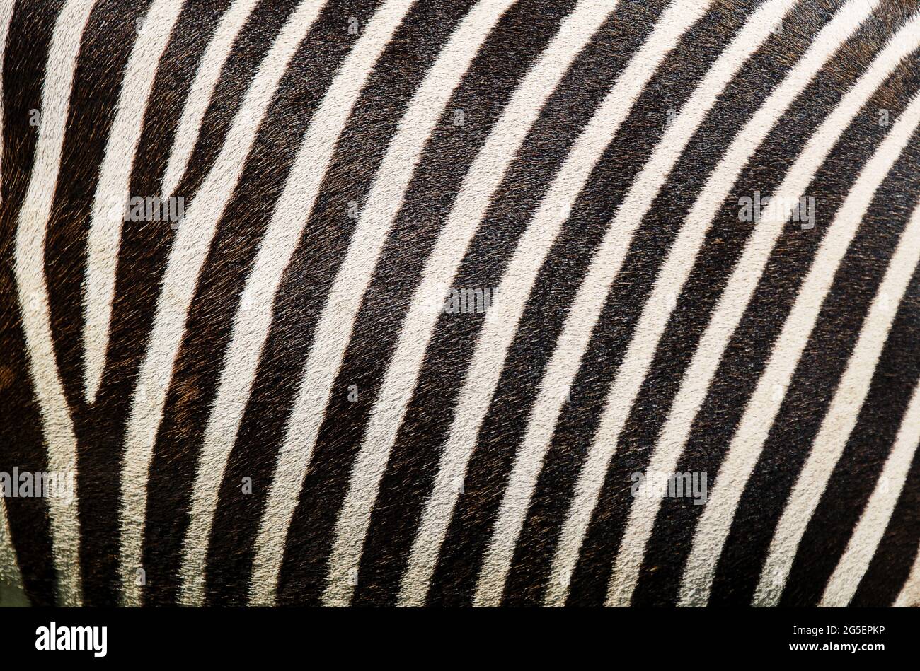 Cool Zebra Print for your Wall Stock Photo - Alamy
